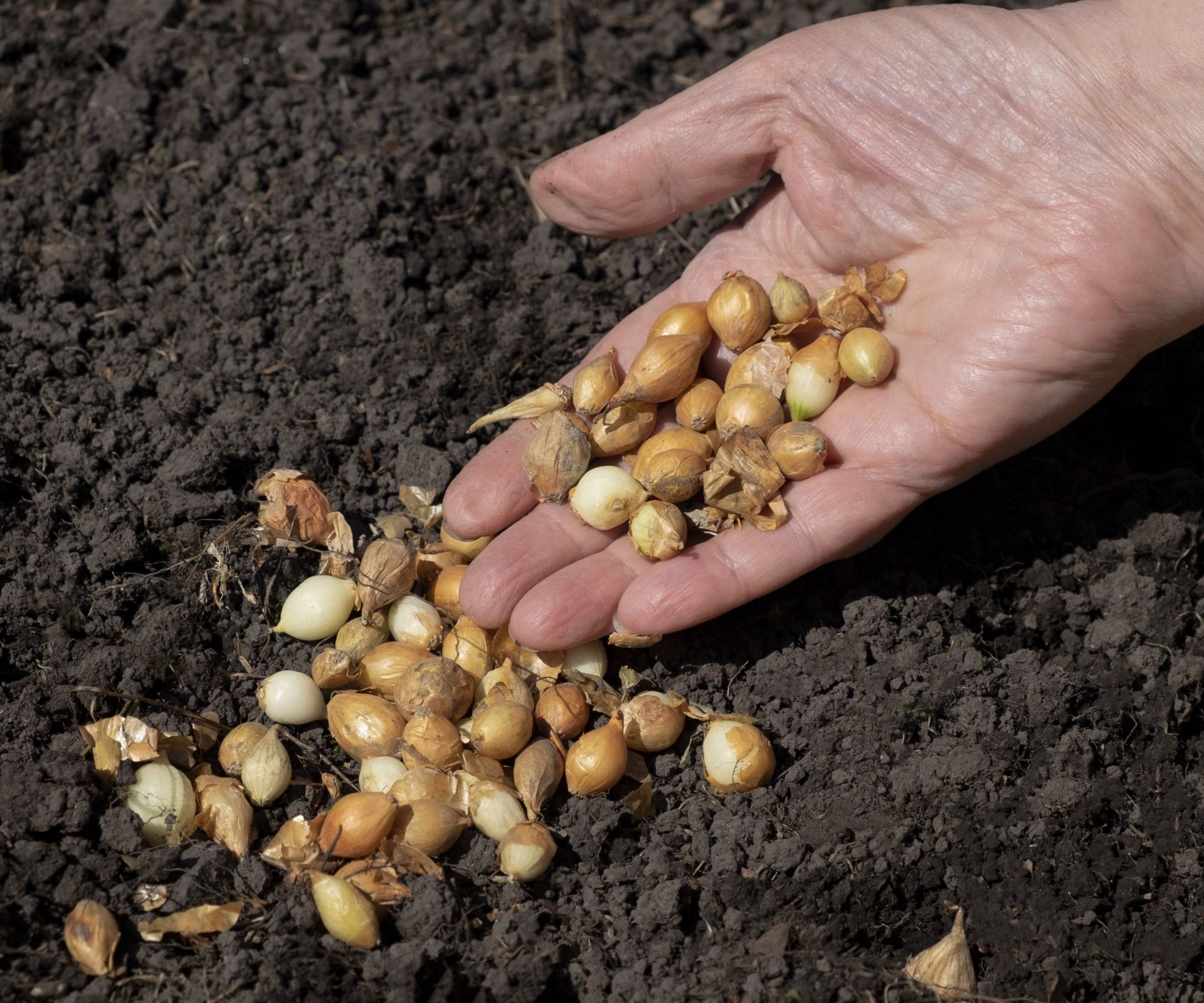 Onion growing problems : 8 issues and how to avoid them | Homes and Gardens