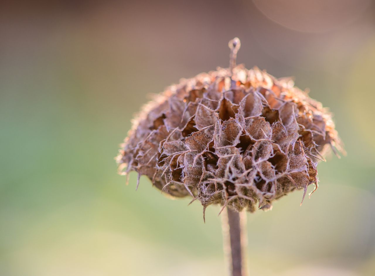 Winter garden ideas – get inspired to plant, landscape and tidy over ...