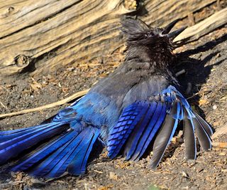 What’s The Deal With Anting Birds? Anting Antics Of Birds | Gardening ...