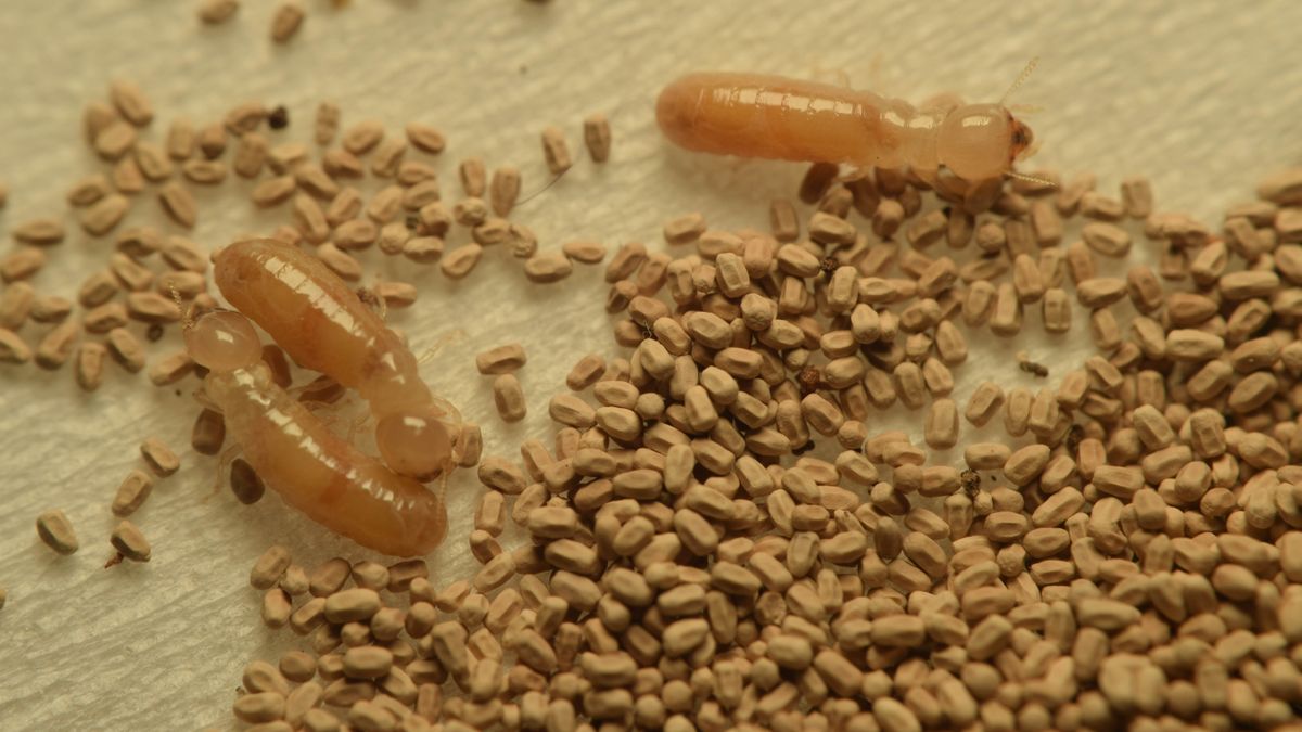 7 telltale signs you have termites in your home | Tom's Guide