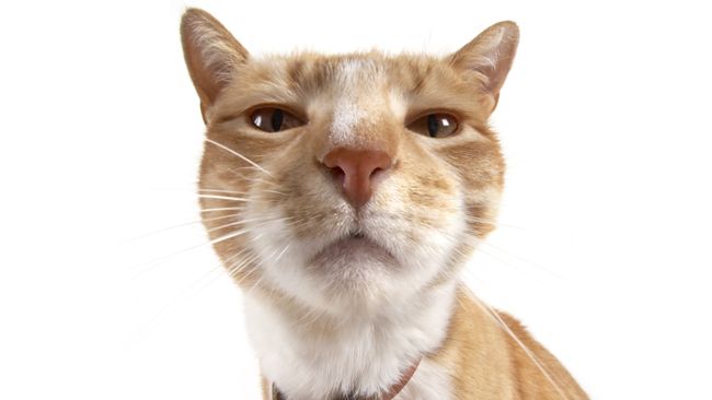 Cats have nearly 300 facial expressions, including a 'play face' they ...