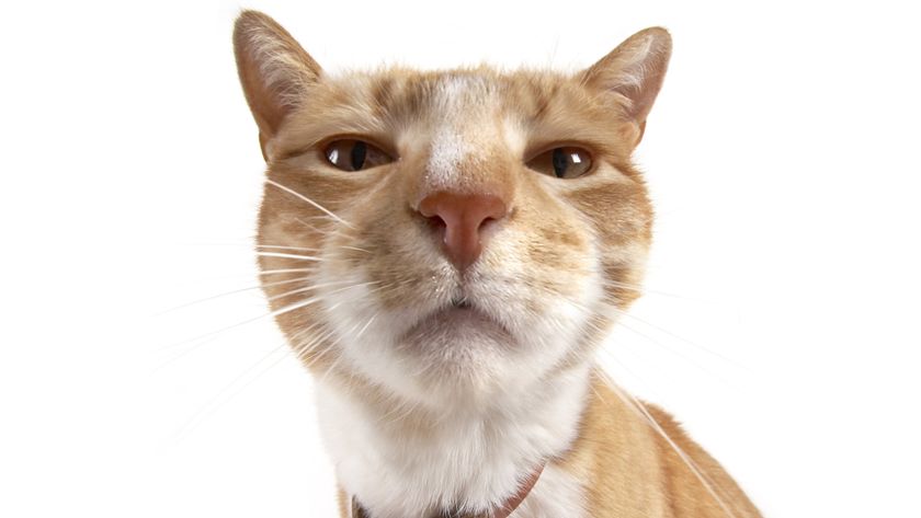 Cats have nearly 300 facial expressions, including a 'play face' they ...