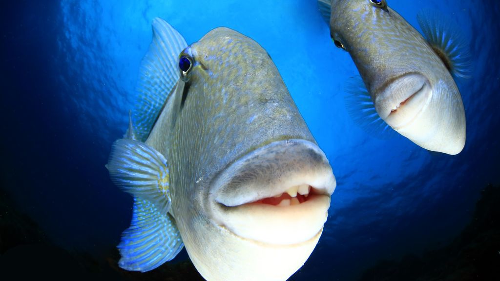 Screaming monkeys, 'headless' penguins and face-planting zebras take ...