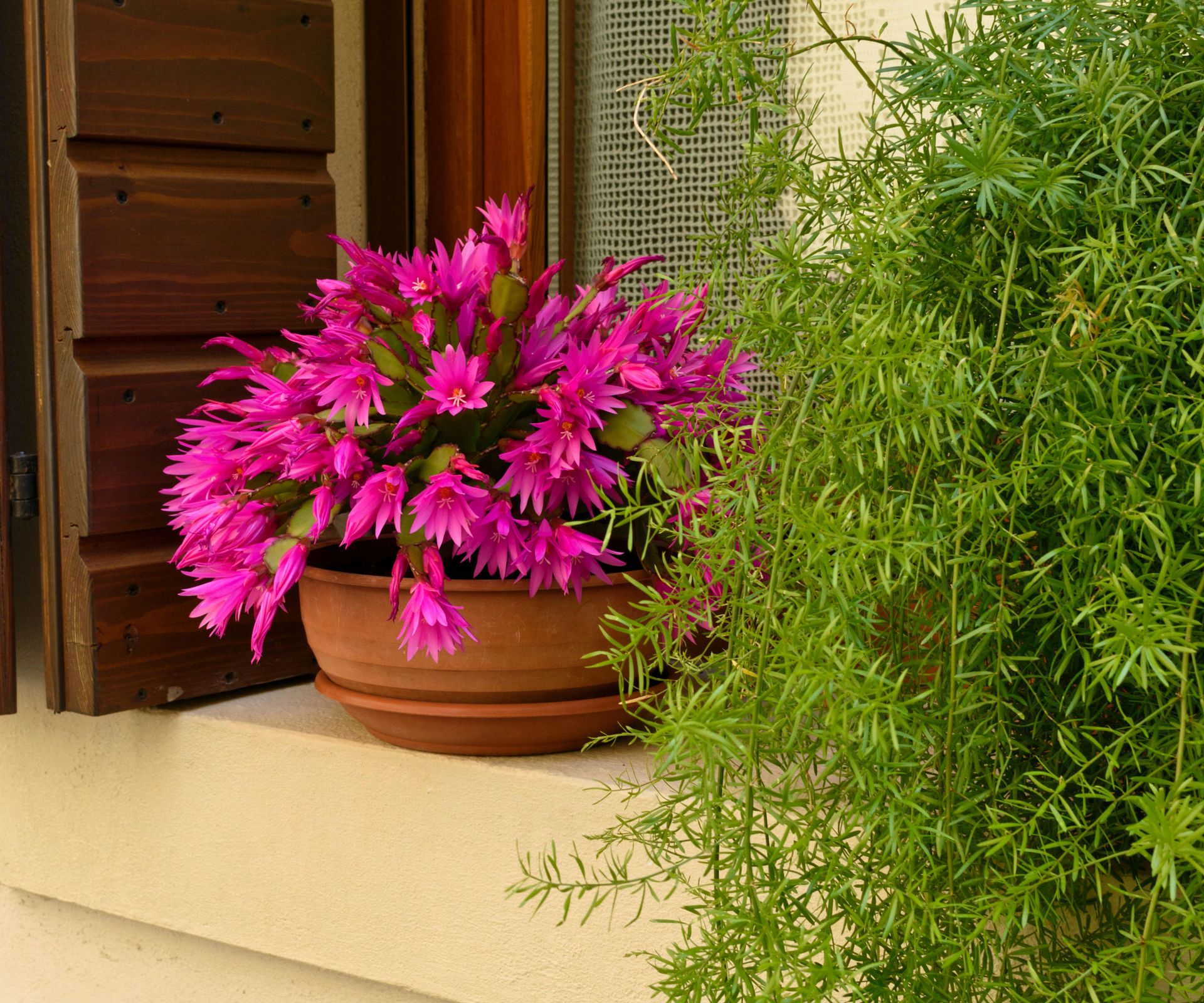 How to grow Easter cactus: expert tips for success | Homes & Gardens