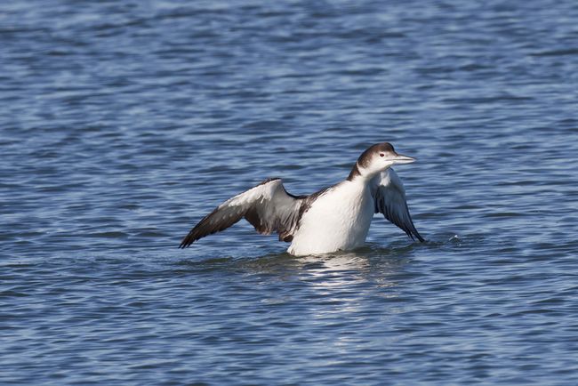 Facts About the Common Loon | Live Science
