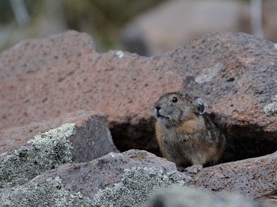 Photos of the Pika, North America's Cutest Mammal | Live Science