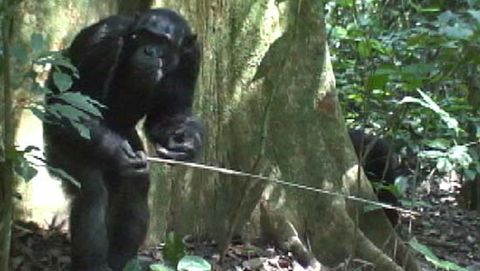 8 Human-Like Behaviors of Primates | Live Science