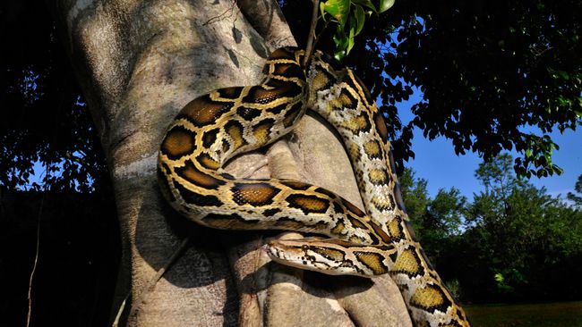 Snakes Used to Have Legs and Arms … Until These Mutations Happened ...