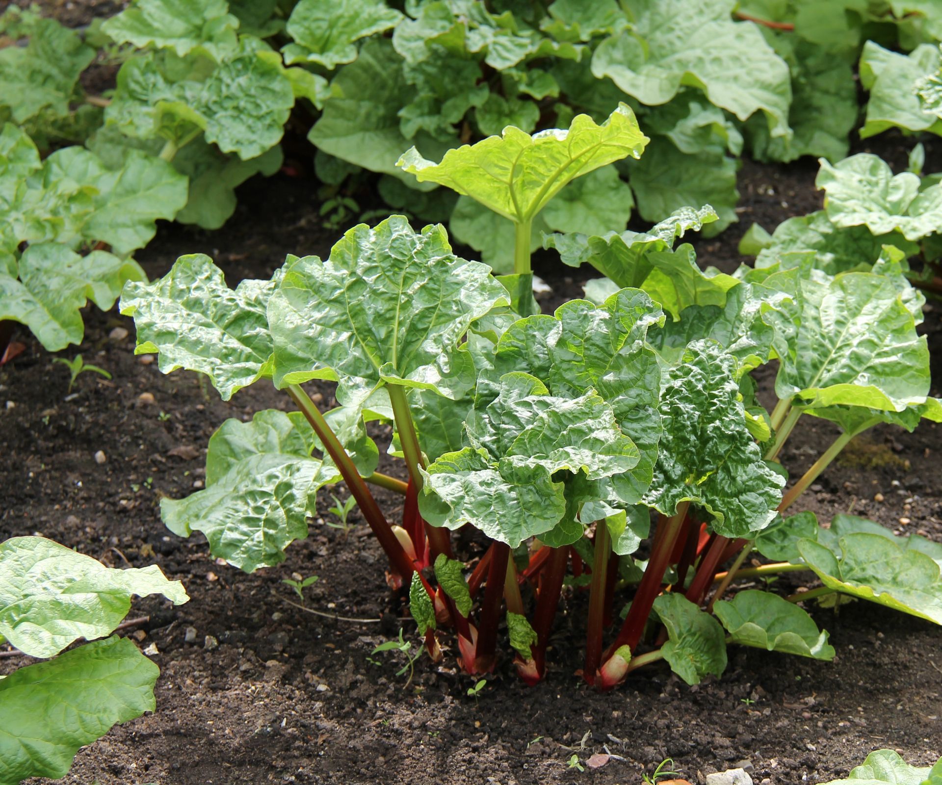 How to divide a rhubarb plant - expert tips for success | Homes and Gardens
