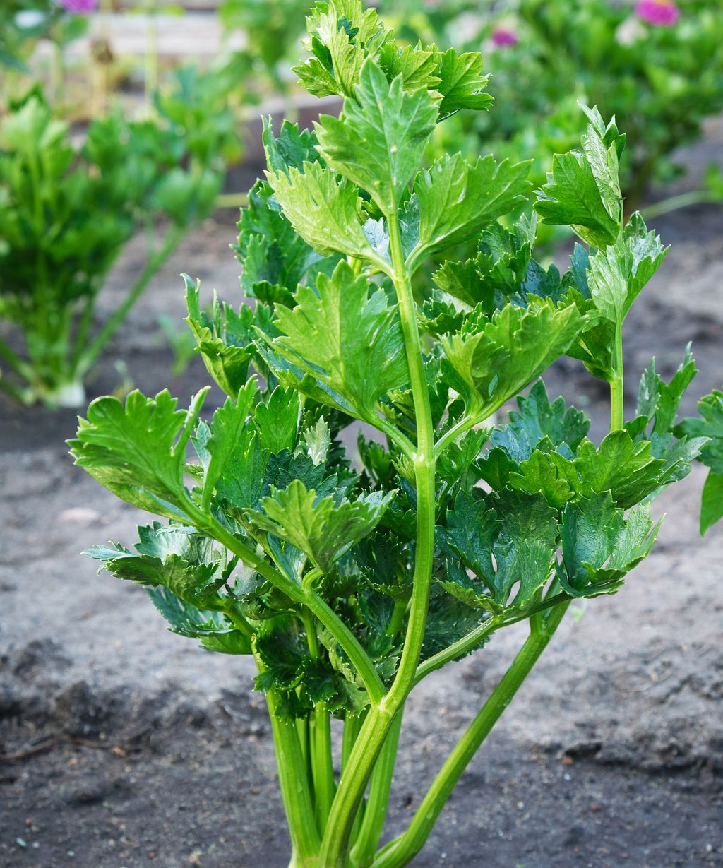 How to grow celery: indoors or outside for a bumper crop | Homes and ...