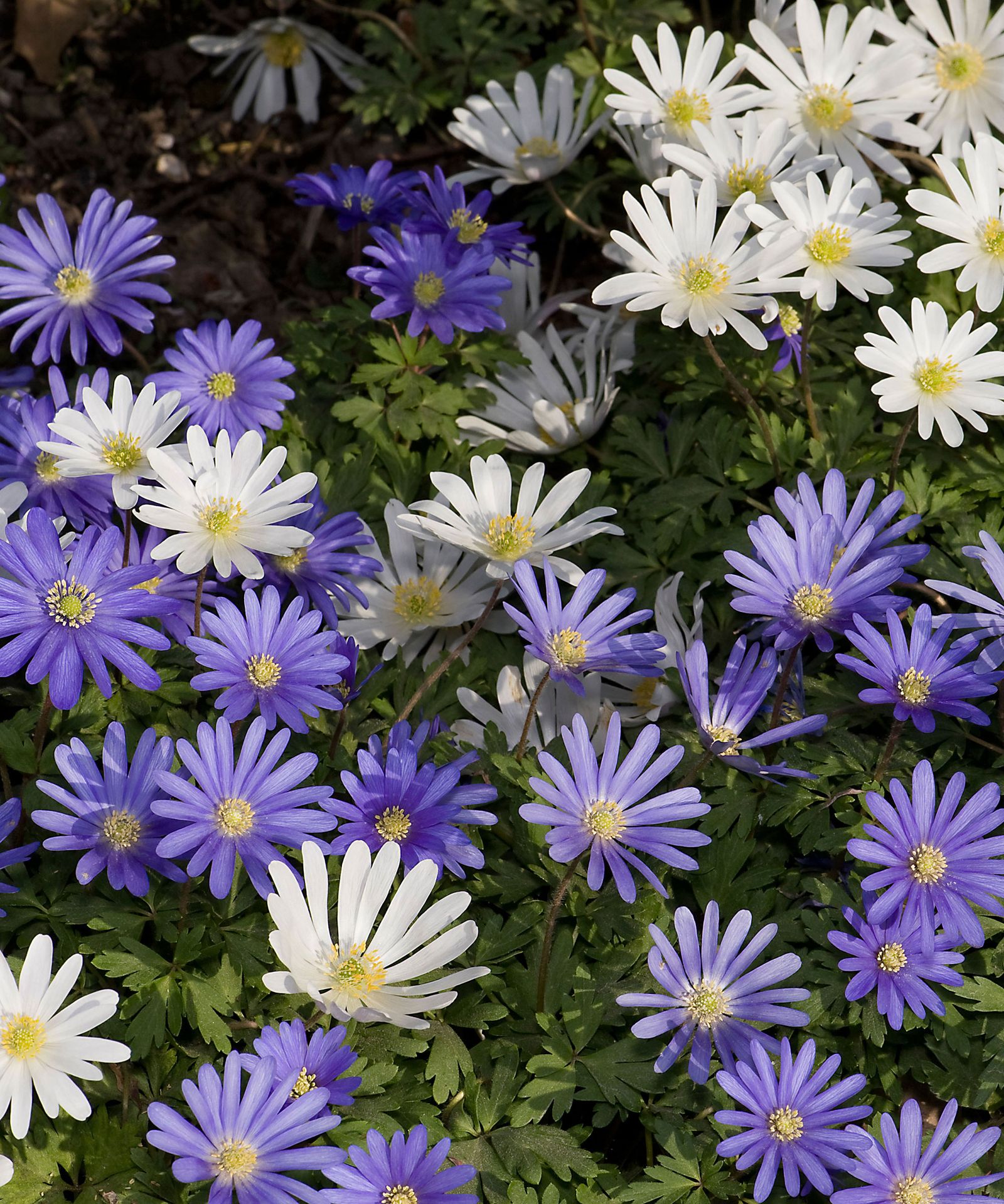Spring flowers for pots: 12 options for seasonal containers | Homes and ...