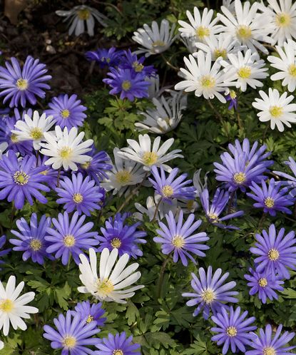 Spring flowers for pots: 12 options for seasonal containers | Homes and ...