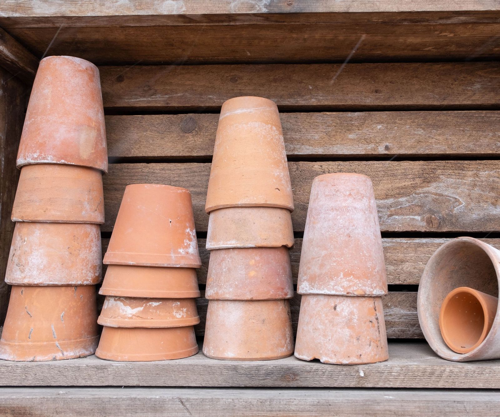 How to clean terracotta pots: a step-by-step guide | Homes and Gardens