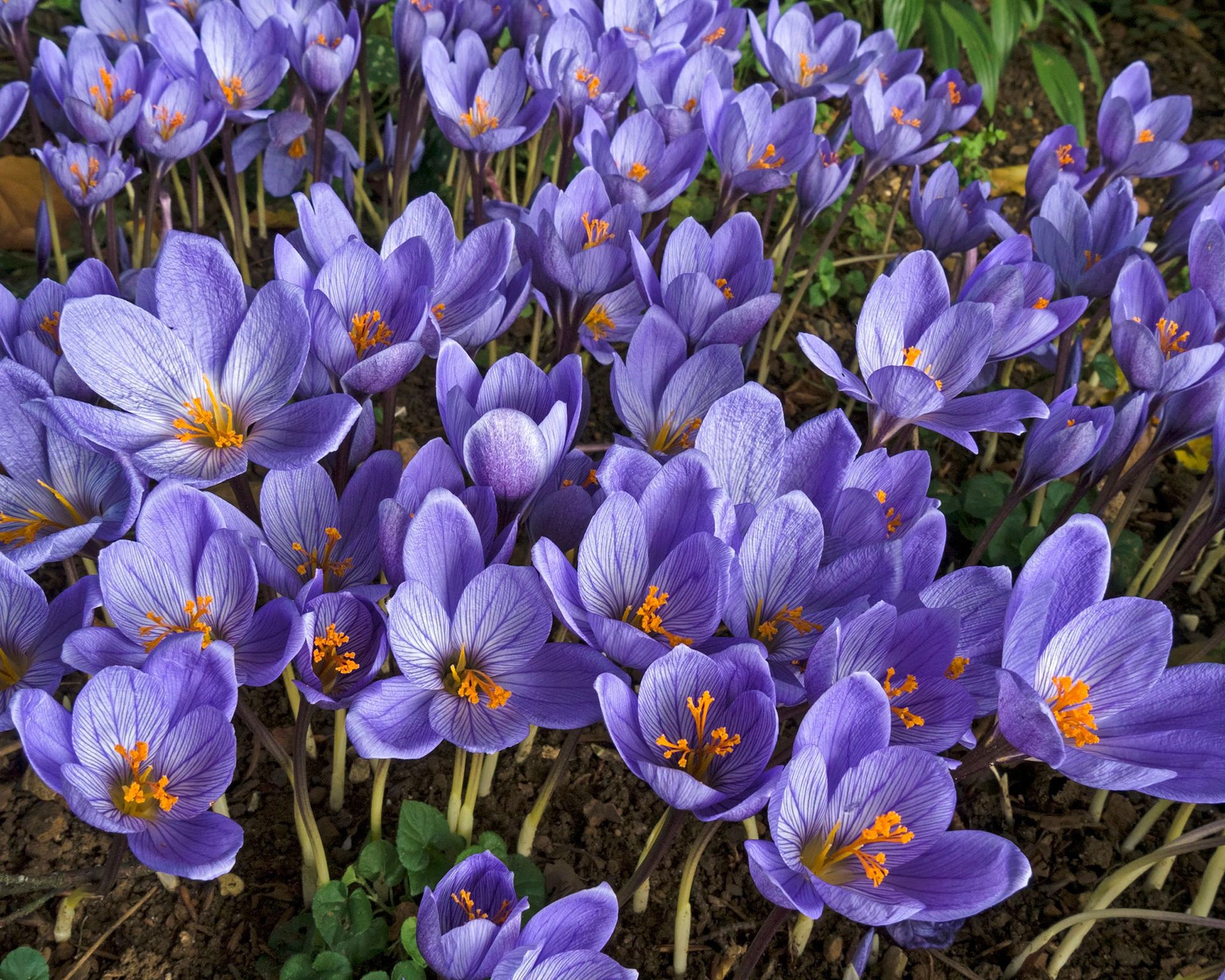Crocus plant care and growing guide | Gardeningetc