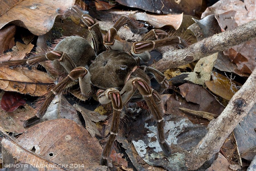 Goliath Birdeater: Images of a Colossal Spider | Live Science
