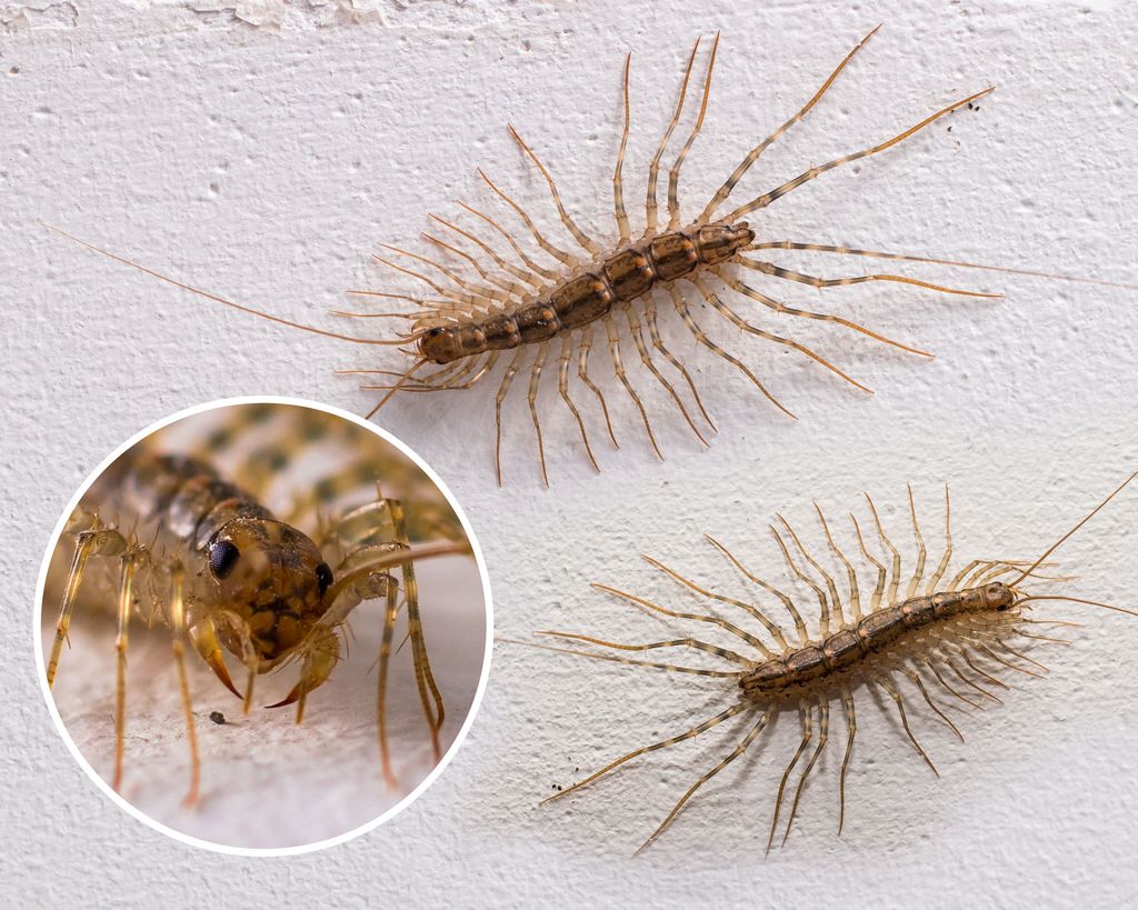 How to keep centipedes out of your house: 4 simple methods | Homes and ...