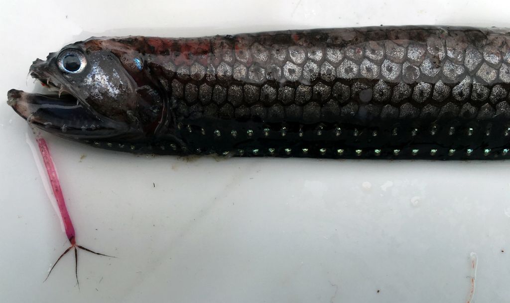 In Images: Glowing is Widespread in Marine Fishes | Live Science