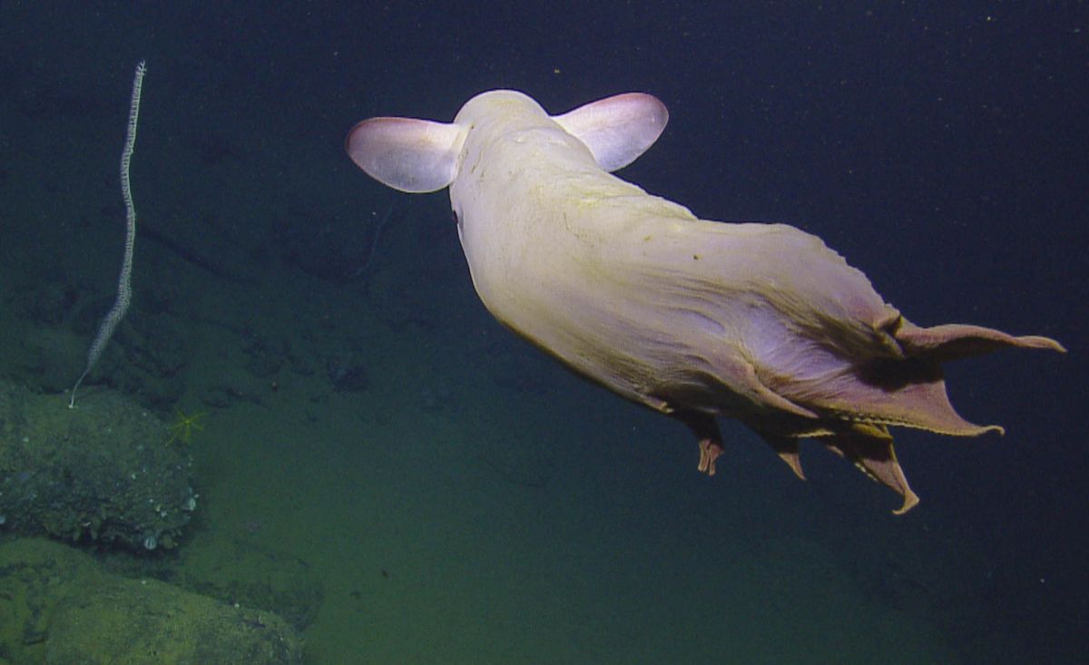 Photos: Ghostly dumbo octopus dances in the deep sea: Page 2 | Live Science