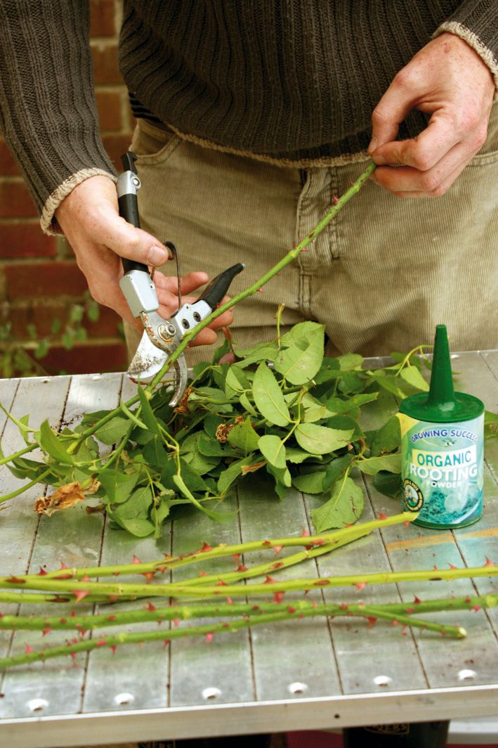 How to take rose cuttings: tips for propagating roses | Homes and Gardens