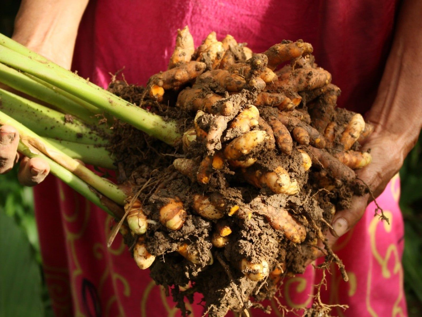How And When To Harvest Turmeric | Gardening Know How