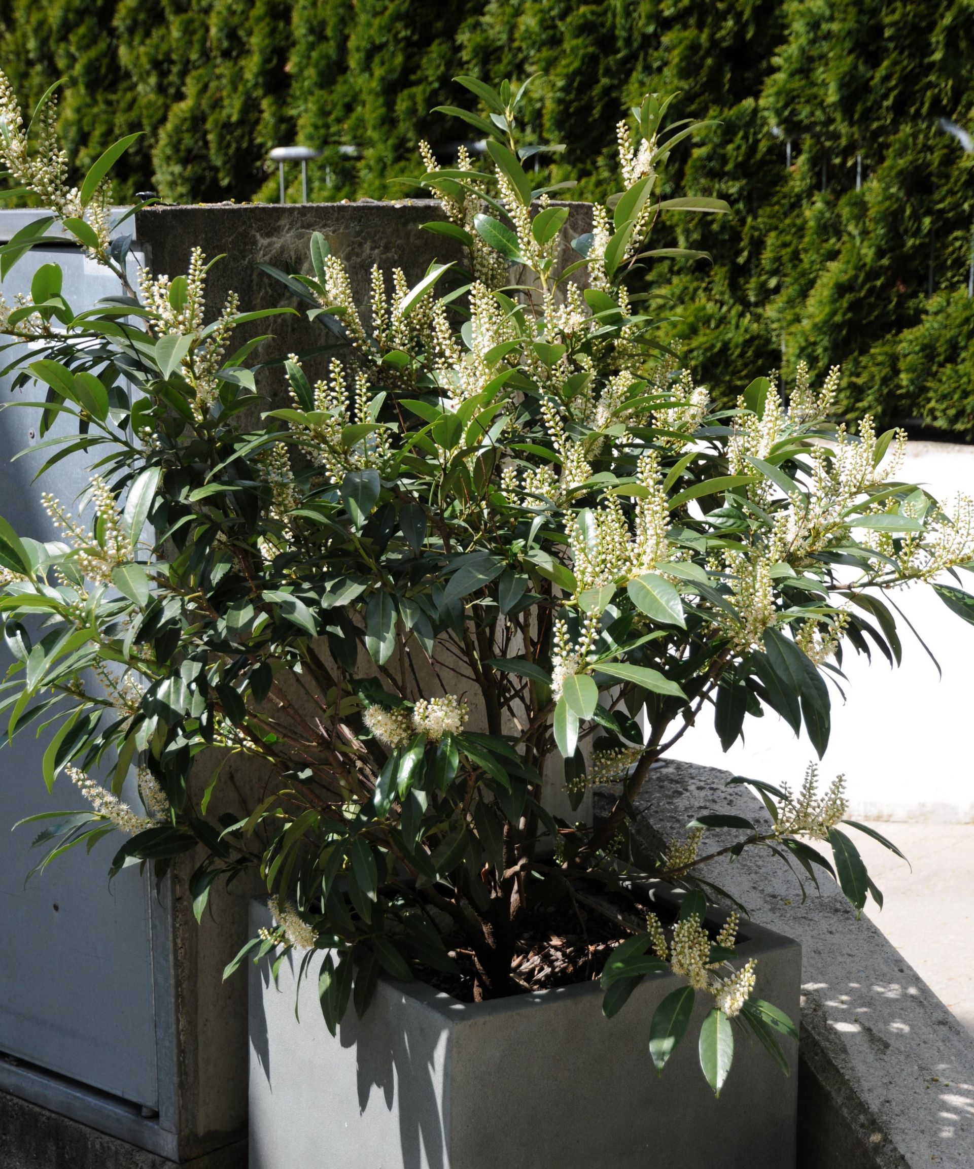 Best shrubs for containers: 12 shrubs to impress in pots | Homes and ...