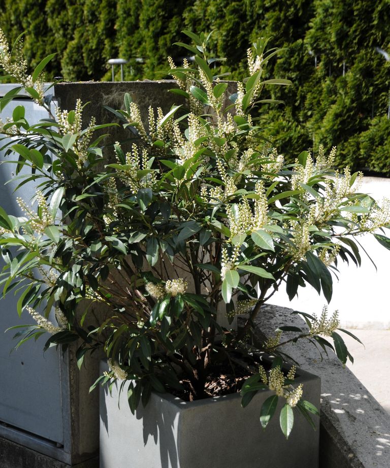 Best shrubs for containers: 12 shrubs to impress in pots | Homes and ...
