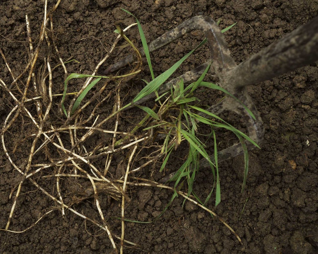 Quack grass: what it is and how to remove it | Gardeningetc