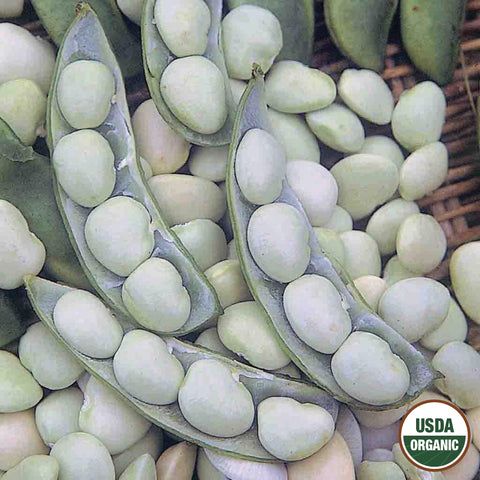 How to grow lima beans - expert tips for bumper harvests | Homes and ...