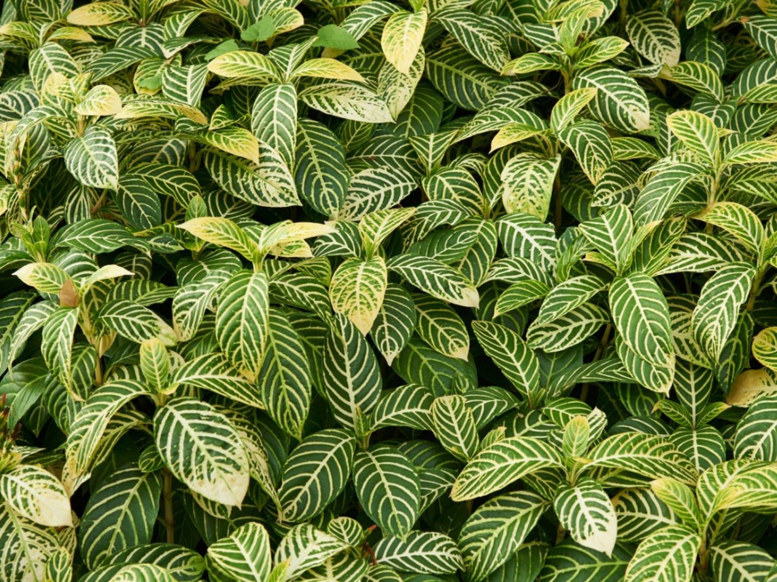 About Sanchezia Plants: Learn How And Where To Grow Sanchezia ...
