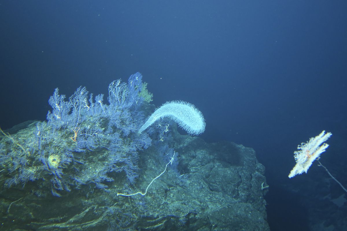 In Photos: Seamount Dives Reveals Rare Marine Life | Live Science