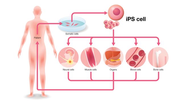 Why haven't we cloned a human yet? | Live Science