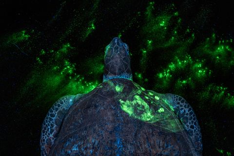 This glowing turtle is unlike any wildlife photo you've seen before ...