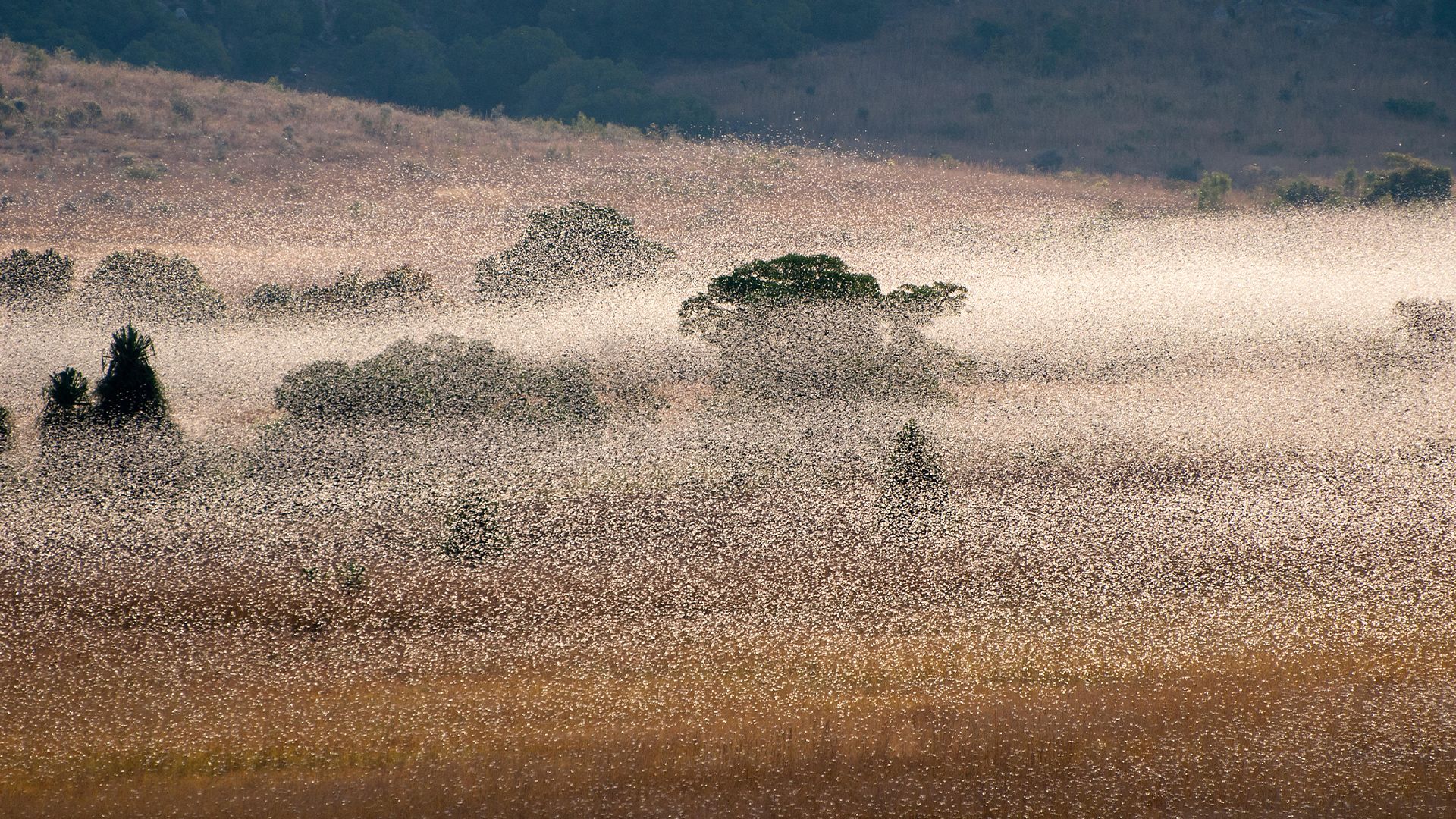 Giant, synchronized swarms of locusts may become more common with ...