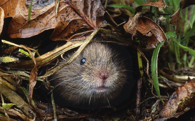 The rise of the field vole | Country Life