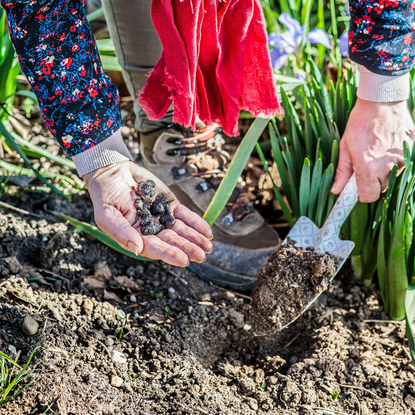 How to plant anemone bulbs to ensure springtime colour | Ideal Home