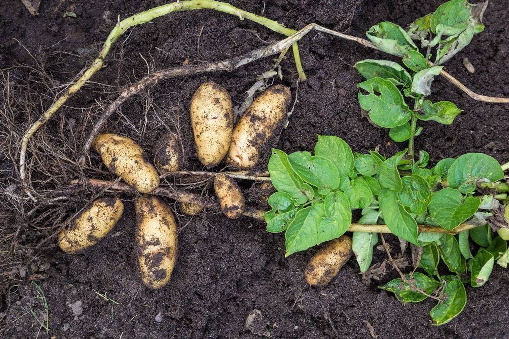Tuber Information: What Makes A Tuber Different From Other Kinds Of ...