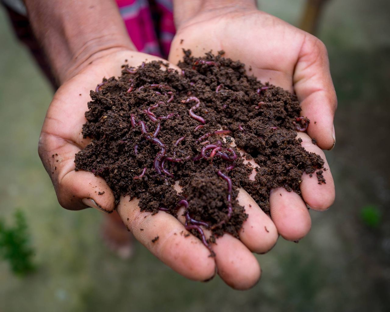 Best Compost Worms for Successful Vermicomposting | Gardening Know How