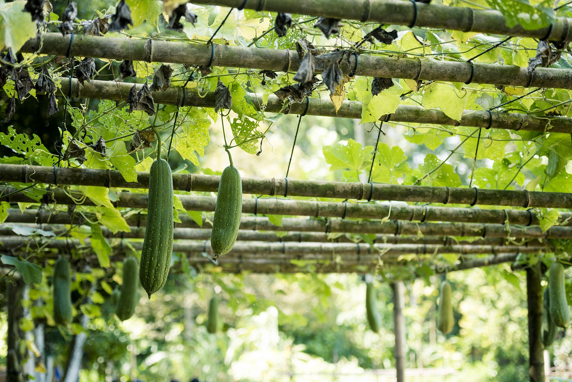 How to grow cucumbers vertically: simple methods to try | Homes and Gardens