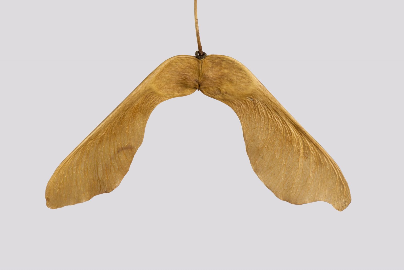 Curious Questions: How do sycamore seeds spin? | Country Life