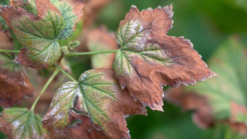 5 Common Garden Plant Diseases You Need To Know! | Gardening Know How