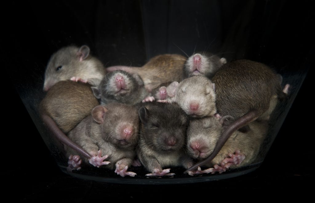 Rats: Facts about these thin-tailed, medium-size rodents | Live Science