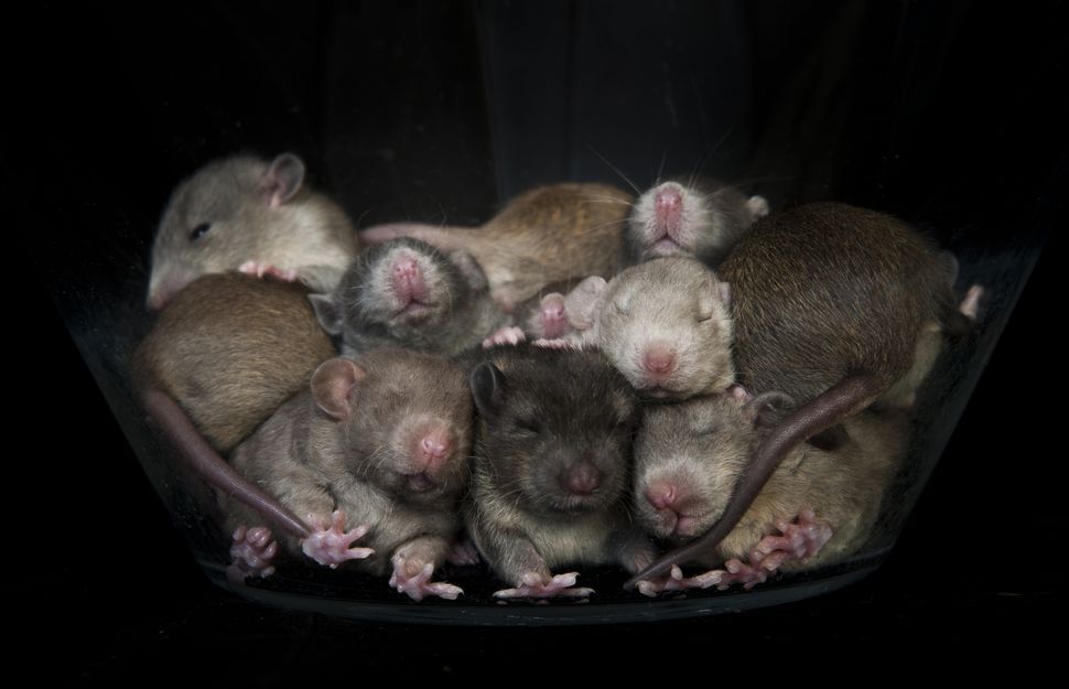 Rats: Facts about these thin-tailed, medium-size rodents | Live Science