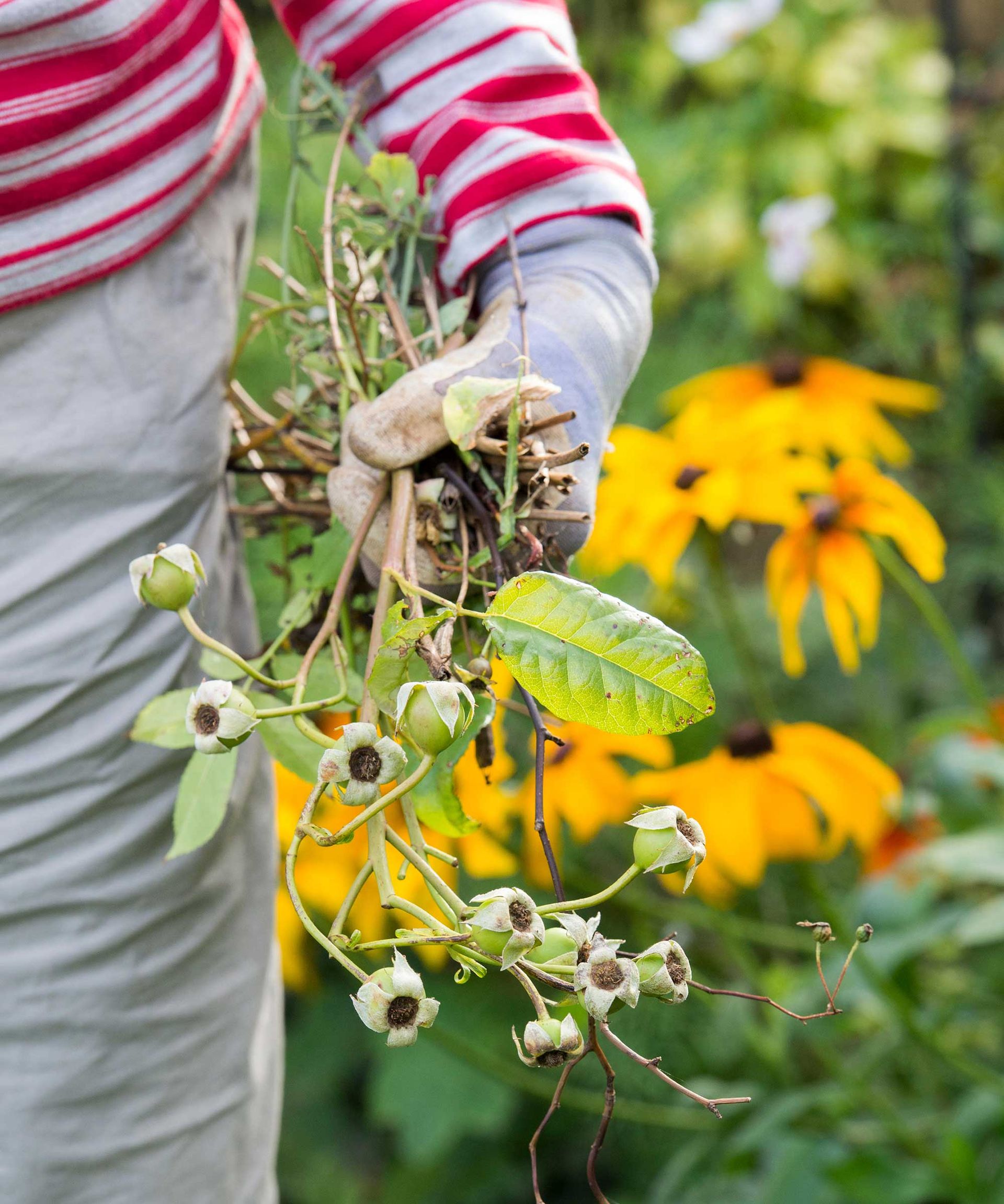 Deadheading mistakes: 5 errors to avoid when removing blooms | Homes ...