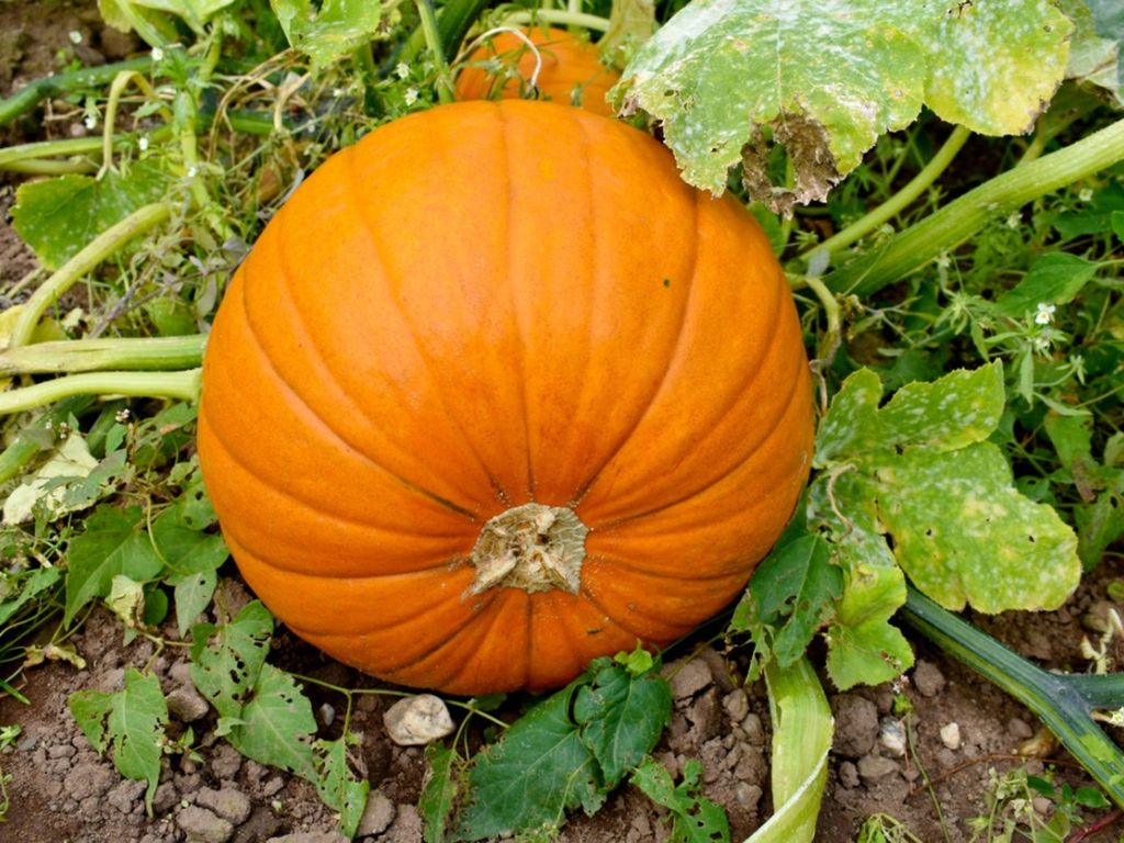Pumpkin Growing Tips For Halloween Pumpkins | Gardening Know How