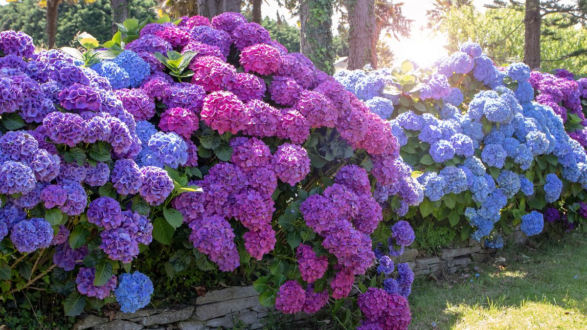 The 7 best fragrant hedge plants to keep your yard fresh this summer ...