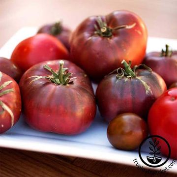 How to grow heirloom tomatoes - expert tips for success | Homes and Gardens
