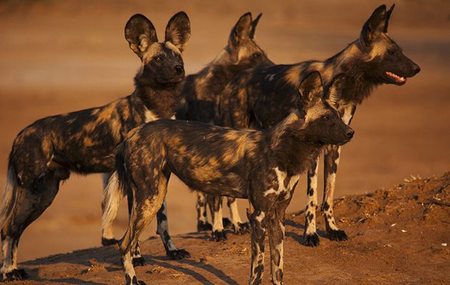 Dynasties – Painted Wolf | What to Watch