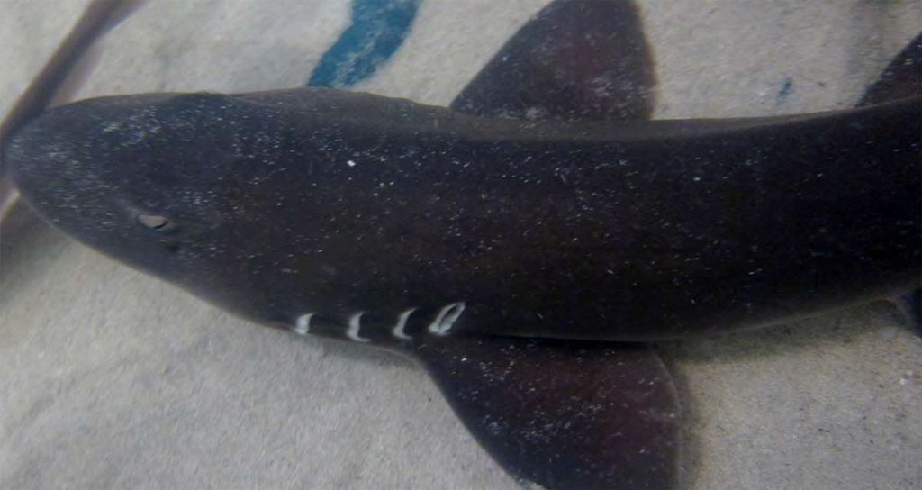 In Photos: Baby Sharks Show Off Amazing Ability | Live Science