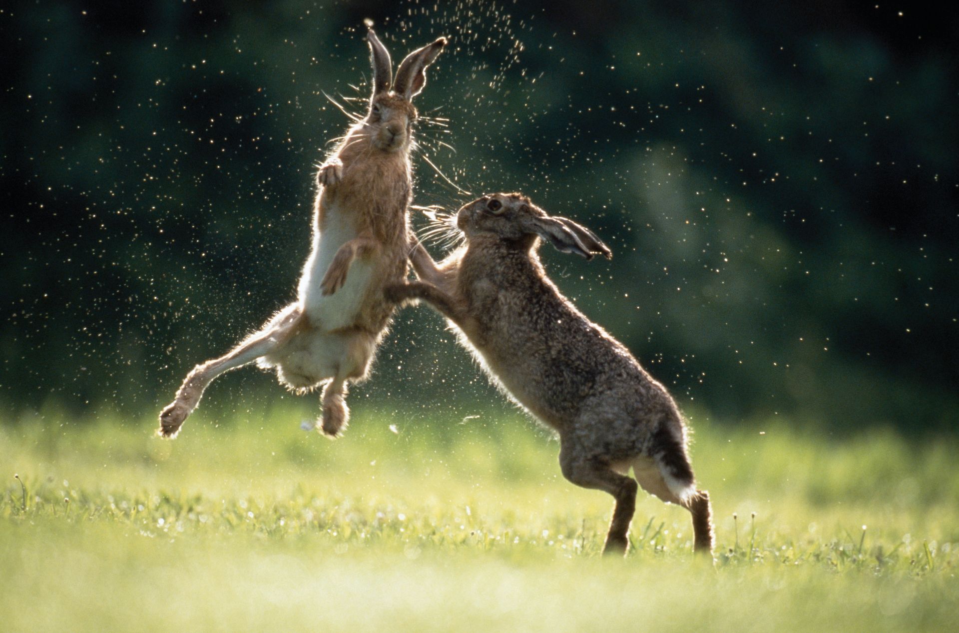 The magical mythology of mad March hares – Country Life | Country Life