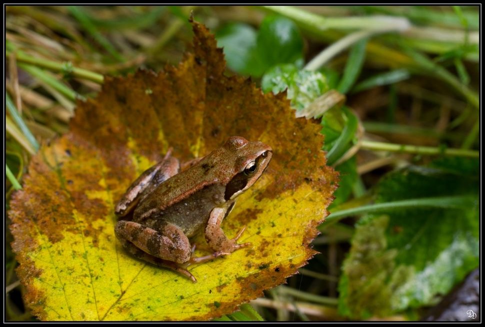 Skin Shedders: A Gallery of Creatures That Molt | Live Science